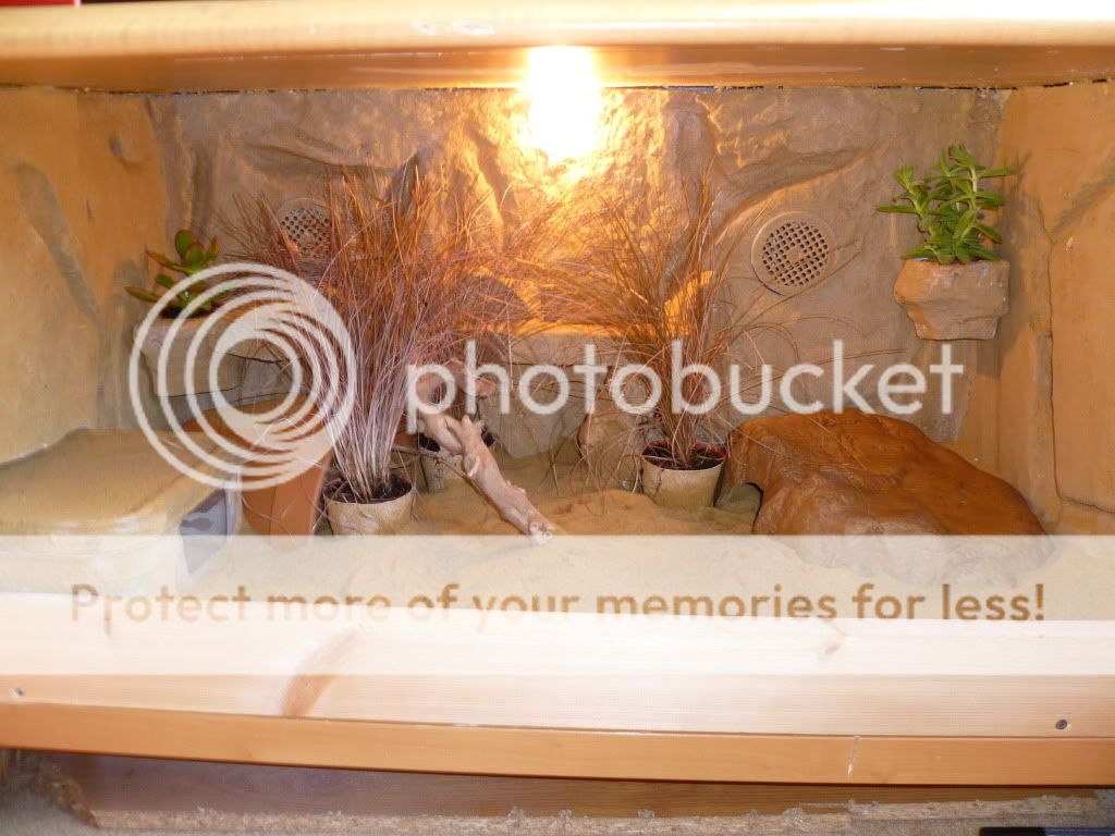 Brand new desert themed custom viv | Reptile Forums