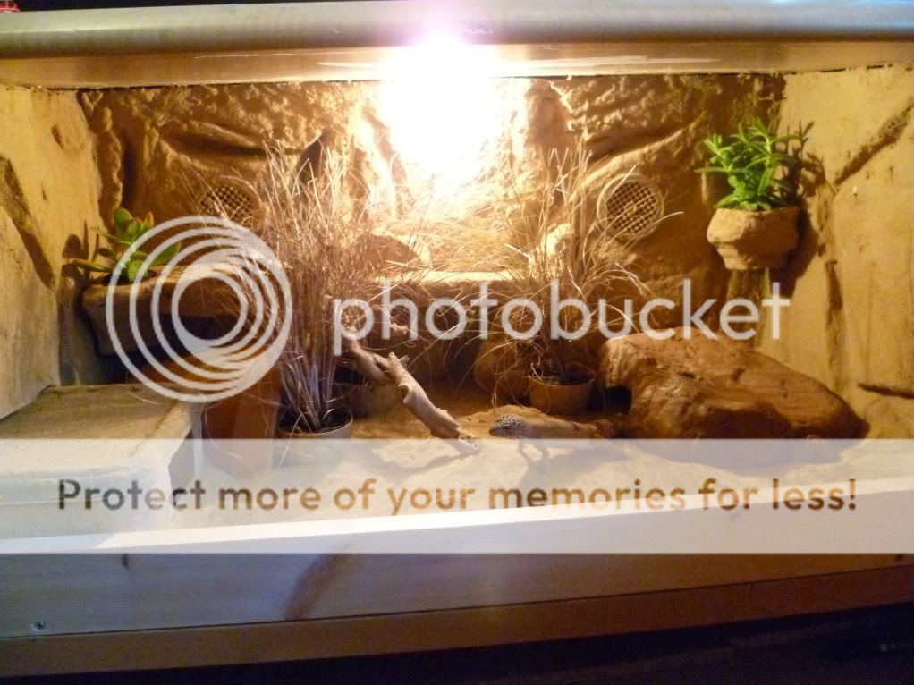 Brand new desert themed custom viv | Reptile Forums